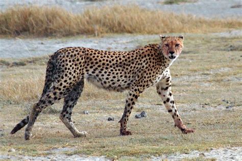 Fileacinonyx Jubatus Walking Edit Wikipedia