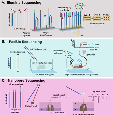 Major Short Read And Long Read Sequencing Technologies A Illumina Download Scientific