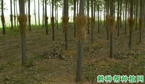 什么是物理防治？【耕种帮种植网】