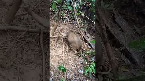 Jerat Babi Hutan Gunung Tambalang Part 8 Youtube