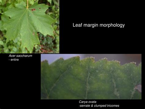 Ppt Plant Morphology And Growth Powerpoint Presentation Free Download