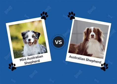 Miniature Australian Shepherd Vs Australian Shepherd The Differences
