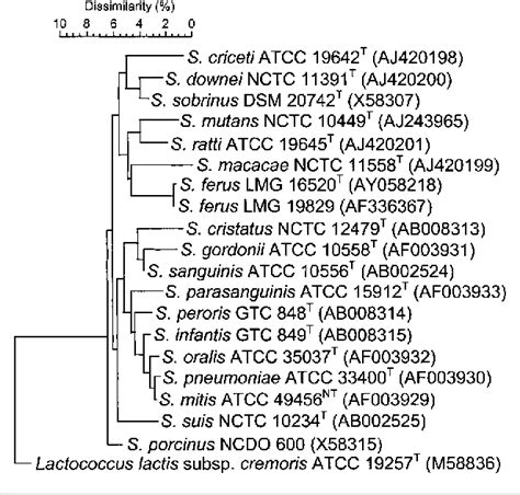 Streptococcus Ferus Semantic Scholar