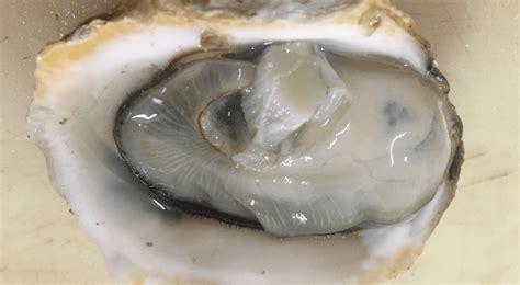 Oyster Industry Strategic Science And Technology Plans Isps Platform