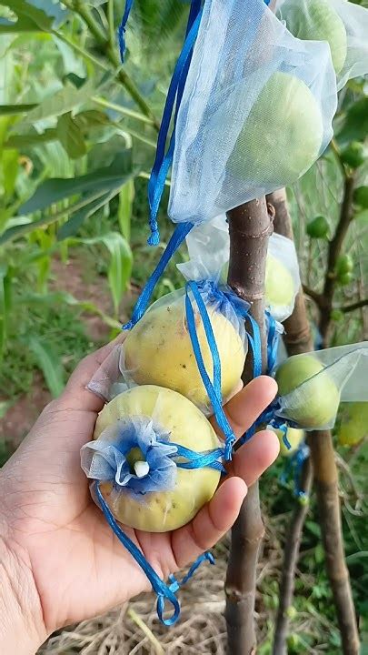 ลูกฟิก ผลไม้คุณประโยชน์เยอะ Fruit มะเดื่อฝรั่ง ชีวิตบ้านๆ Food ผลไม้ สุขภาพ Youtube