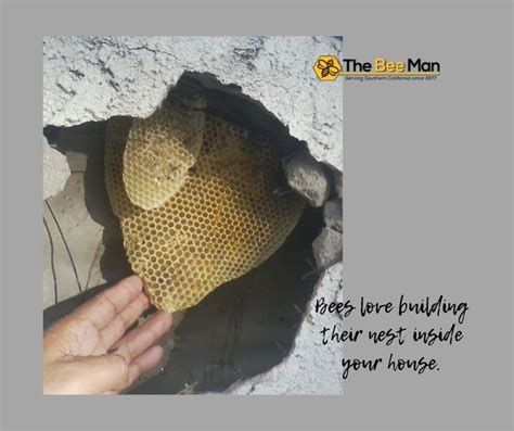 Bees Love Building Their Nest Inside Your House Be Careful Not To Destroy The Nests By Yourself