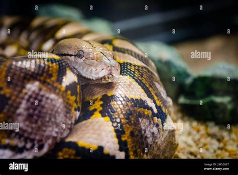 World Record Reticulated Python World Record Reticulated Python