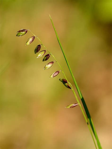 Grass Bloom Inflorescence Free Photo On Pixabay Pixabay