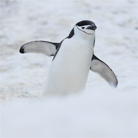 阿比让：一座现代性迷宫中的非洲都市寓言 船客旅行家