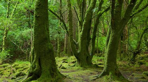 Torc Wasserfall In Killarney Touren Und Aktivitäten Expediade