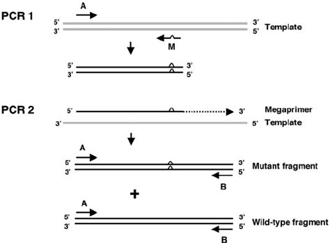 Site Directed Mutagenesis Primer Design And Protocol — Neosynbio