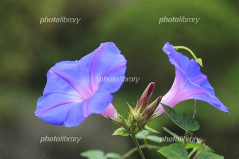 夏の風物詩 写真素材 3270972 フォトライブラリー photolibrary