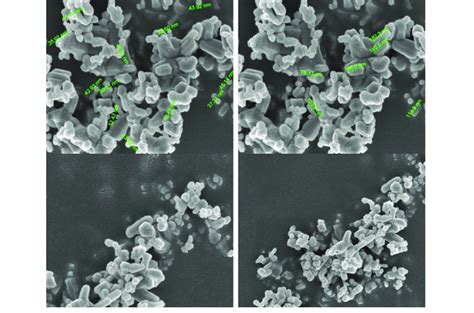 Fesem Micrographs Of Znonps Download Scientific Diagram