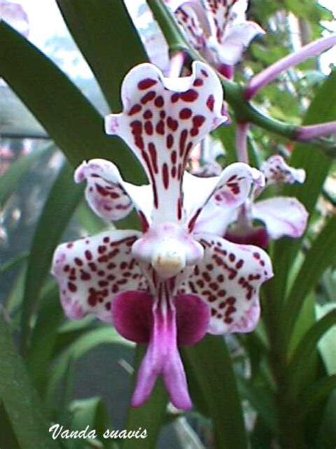 Vanda Tricolor Alchetron The Free Social Encyclopedia