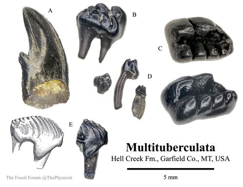 A Comprehensive Sampling Of The Hell Creek Formation Member