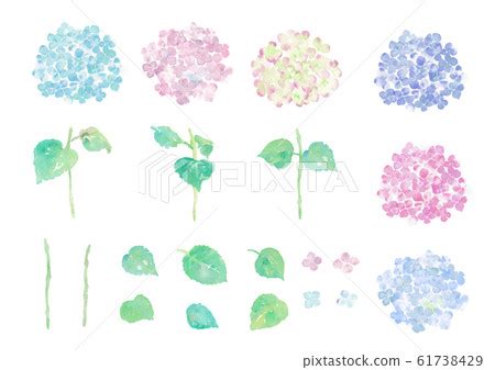 Hand Painted Watercolor Illustration Hydrangea Stock Illustration