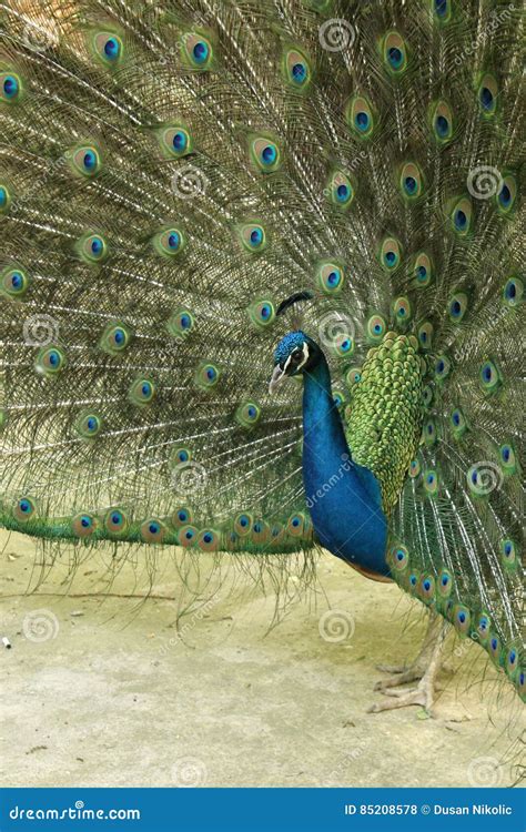 Peacock Profile Royalty Free Stock Image 160541200