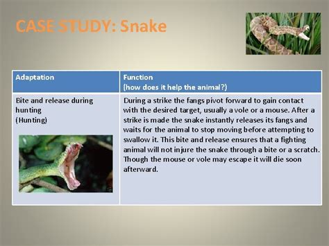 Behavioural Adaptations Structural Case Study Snake Adaptation Function