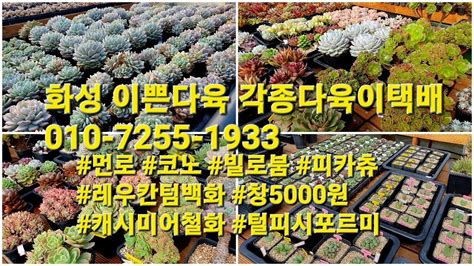 화성 이쁜다육 각종다육이택배010 7255 1933 먼로 코노 빌로붐 피카츄 레우칸텀백화 창5000원 캐시미어철화