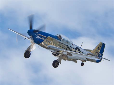 Moonbeam Mcswine Photograph By Micah Maziar Fine Art America