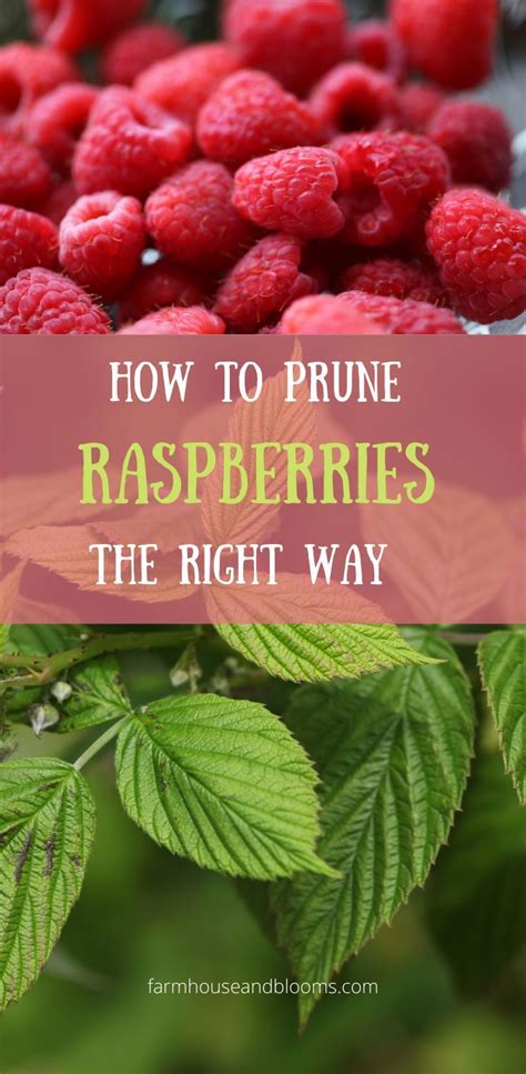 How To Trim Raspberry Bushes In The Spring At Melissa Trexler Blog