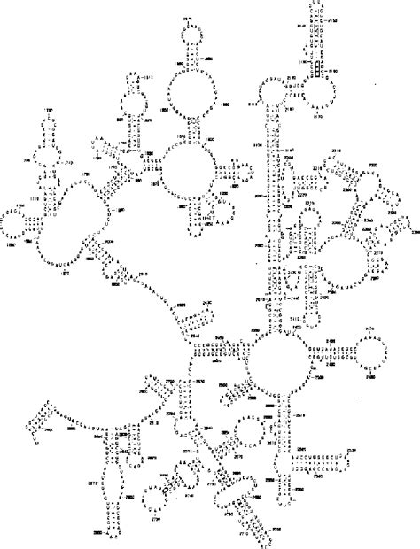 Ribosomal Rna Structure