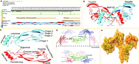This Picture Represents The Structure Of Bmp And Its Receptors A The