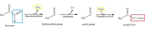 The Ol Two Step Plus One The Conversion Of Pyruvate Into A Quizlet