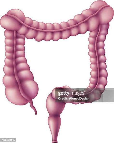 Anus Close Up Photos And Premium High Res Pictures Getty Images