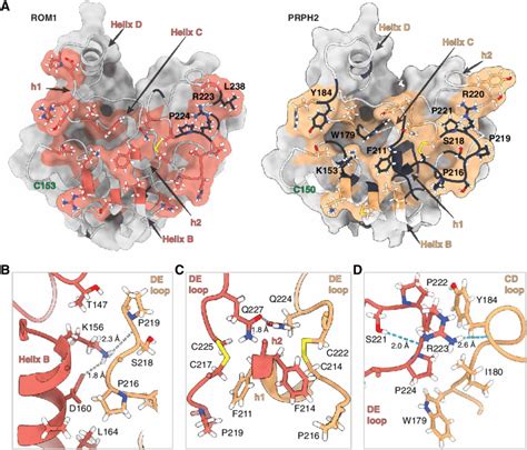 Prph2 Rom1 Heterodimer Interface And Structural Interpretation Of