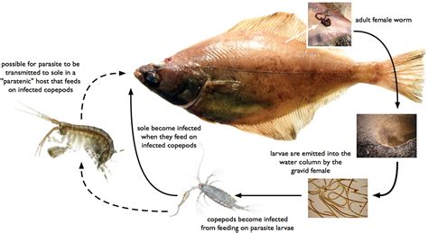 Nematode Worms In Fish