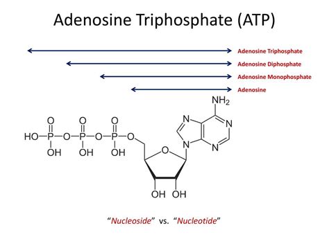 Chapter 4 Dna Rna And The Flow Of Genetic Information Ppt Download