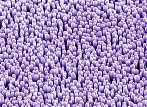 Sem Image Of Vertical Zno Nr Array Grown By Pld On A Si 100 Substrate Download Scientific