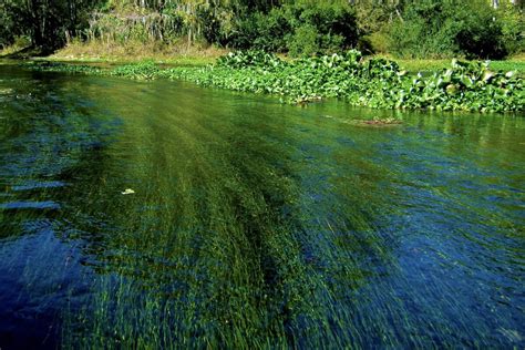 Eelgrass Florida Wildflower Foundation