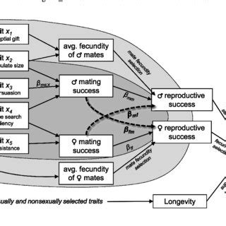 Path Diagram Of Selection Illustrating How Cross Sex Terms Dashed Download Scientific Diagram