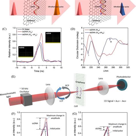 Dft Calculations Of Adsorption Of Dna Nucleobases On Graphene A B Download Scientific Diagram
