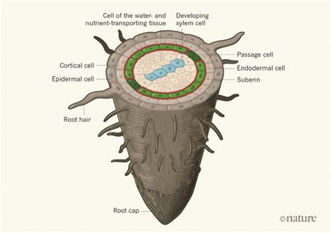 Plant Root Cell