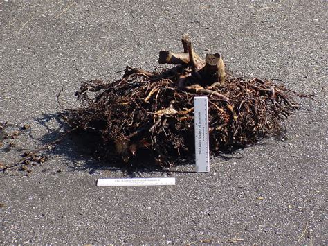 The Azalea Works Image Access Subpage