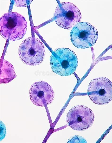 A Close Up Examination Of A Biological Specimen Revealing Diverse Cells And Structures Stock