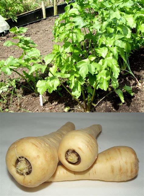 Planting And Growing Guide For Parsnip Pastinaca Sativa