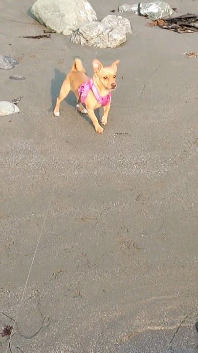 D Face Of Chiweenie Dog Didnt Want To Go Home 😍😂 Pets Animals