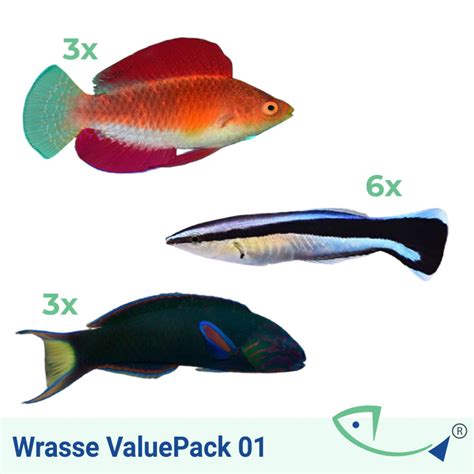 Wrasse Valuepack 01