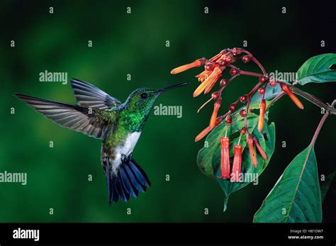 Snowy Bellied Hummingbird Amazilia Edward Male Flying Near Firebush