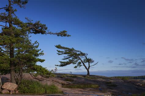 The Killbear Tree Most Iconic Tree In Killbear Provincial Park Tree