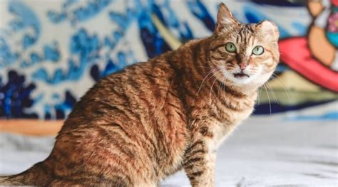 20 Asian Cat Breeds Love Your Cat