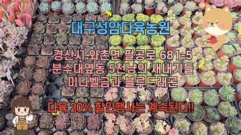 대구성암다육농원 분수대옆동 5천냥의 새내기들 미니벨금과 블루드래곤 Youtube