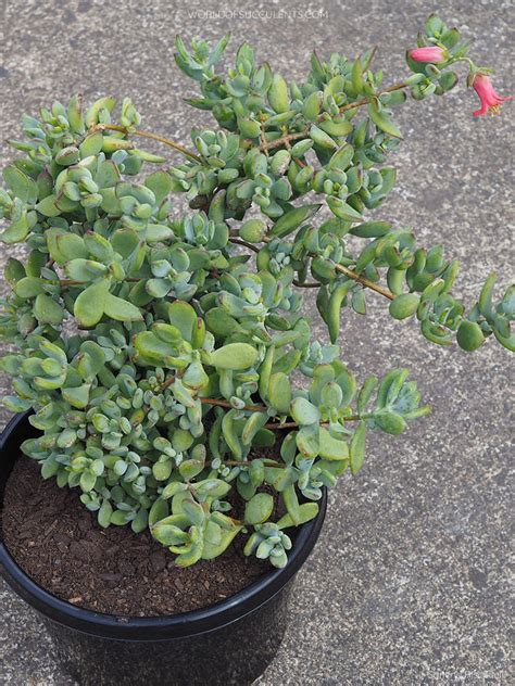 Cotyledon Woodii Woods Cotyledon World Of Succulents