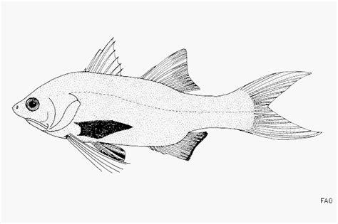 Polydactylus Sexfilis