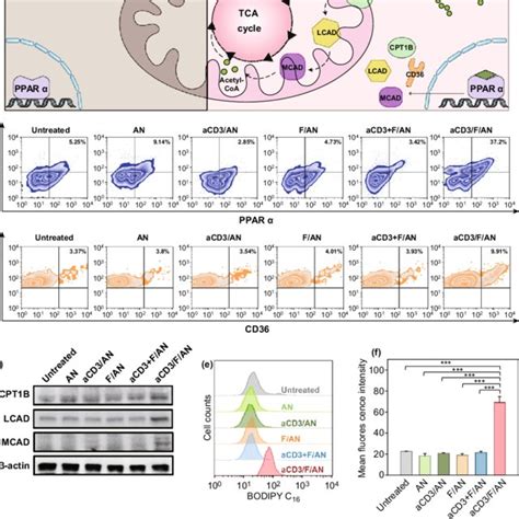 Fatty Acid Metabolism Associated Gene Expression And Lipid Uptake In T