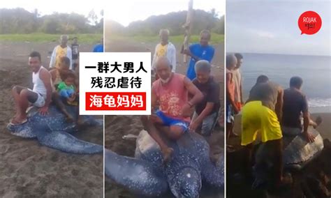 内有视频 正扑街 海龟妈妈在产卵几个大男人把她当马骑一个不够还要2 3个人一起上